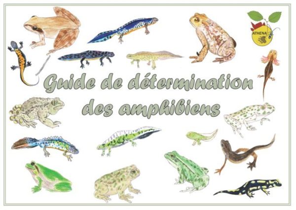 Guide des amphibiens - ATHENA