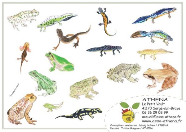 Guide des amphibiens - ATHENA